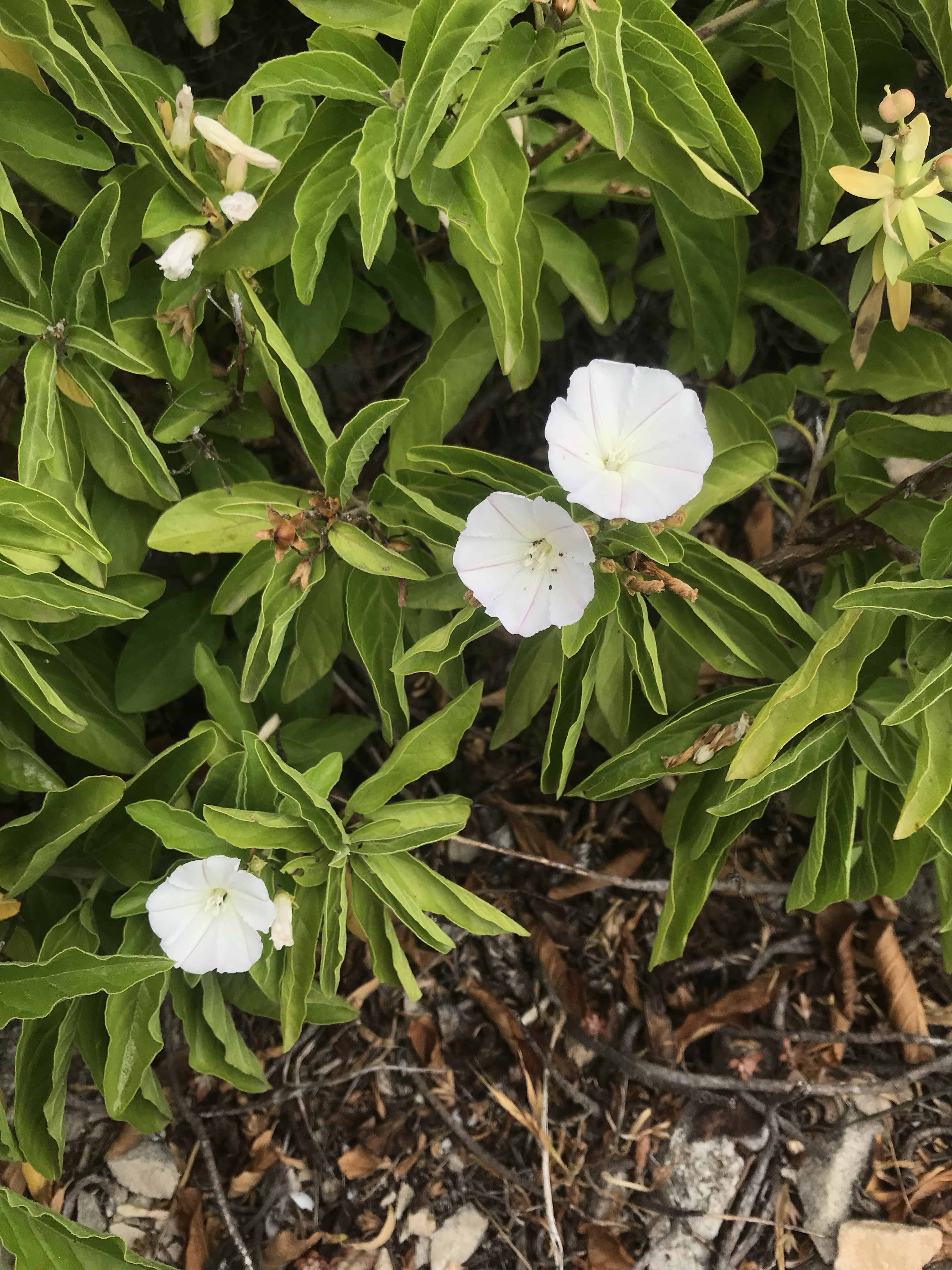 Cliff-side invasive plant removal – Ropey Science