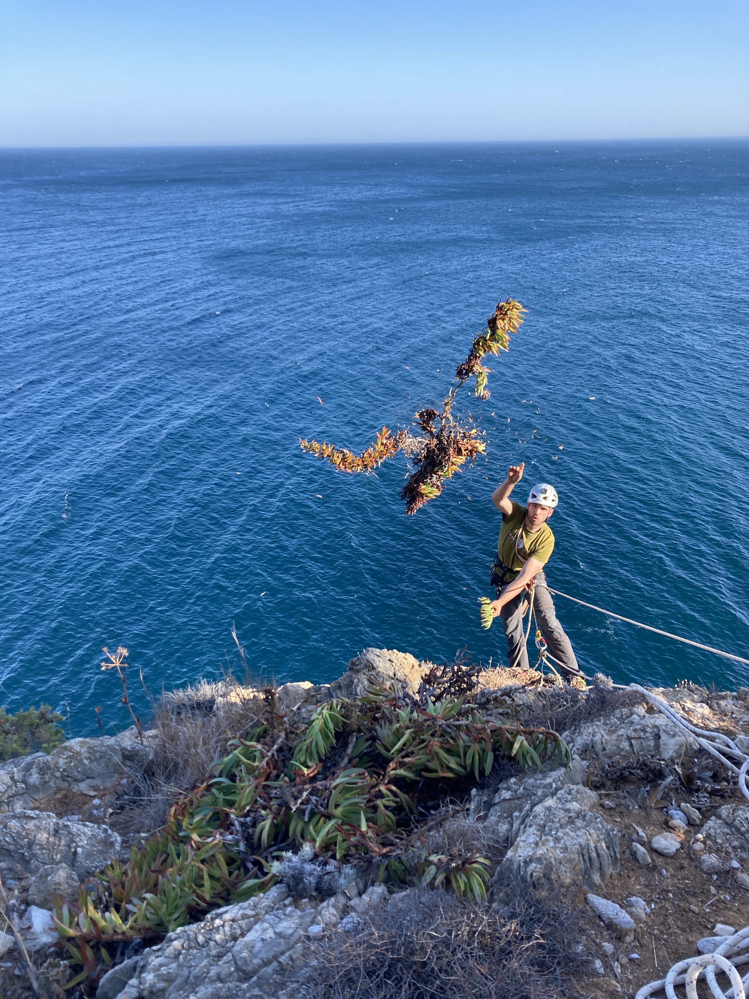 Cliff-side invasive plant removal – Ropey Science